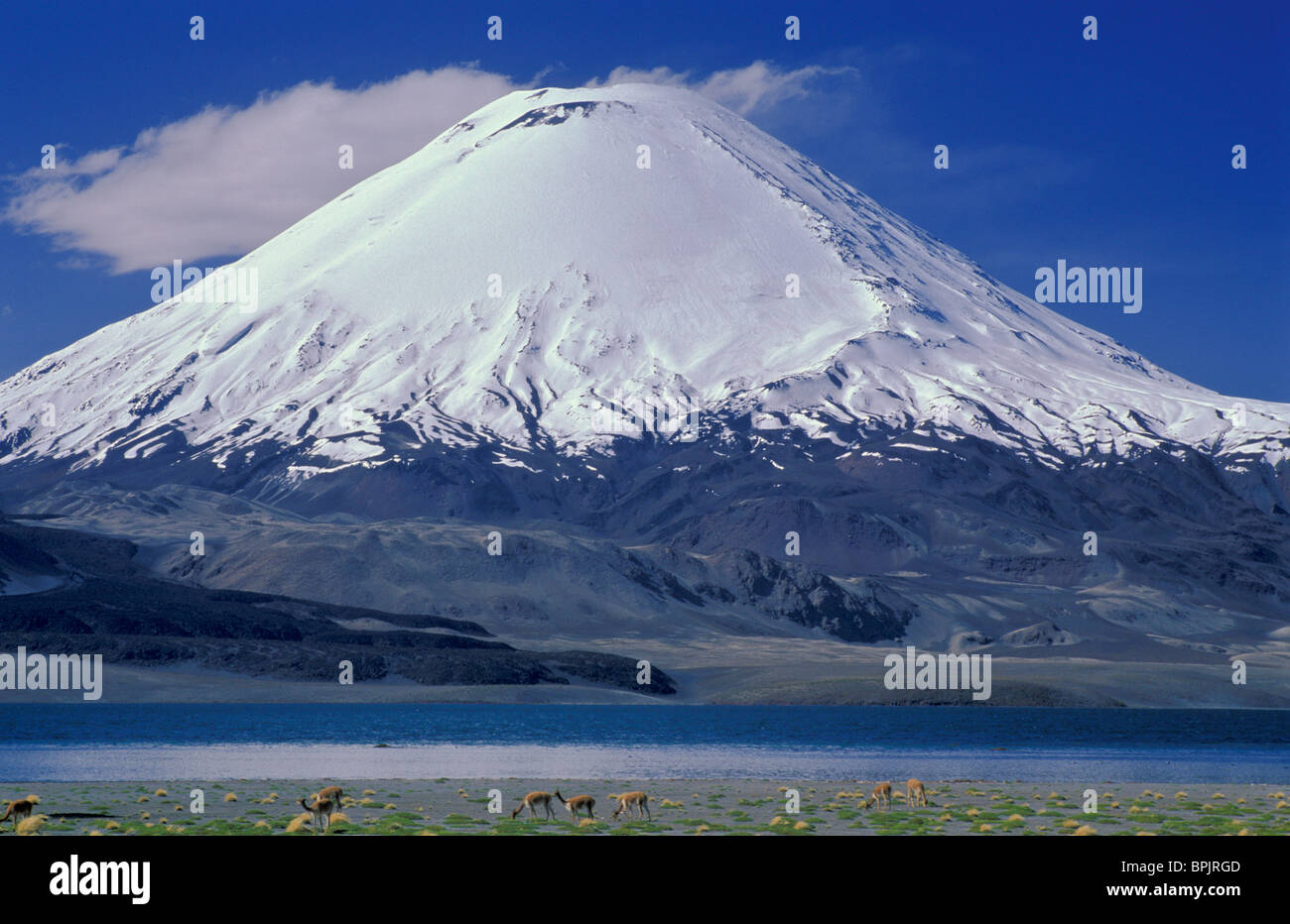 Chile, Altiplano, Lauca National Park. Parinacota Volcano and Chungara ...