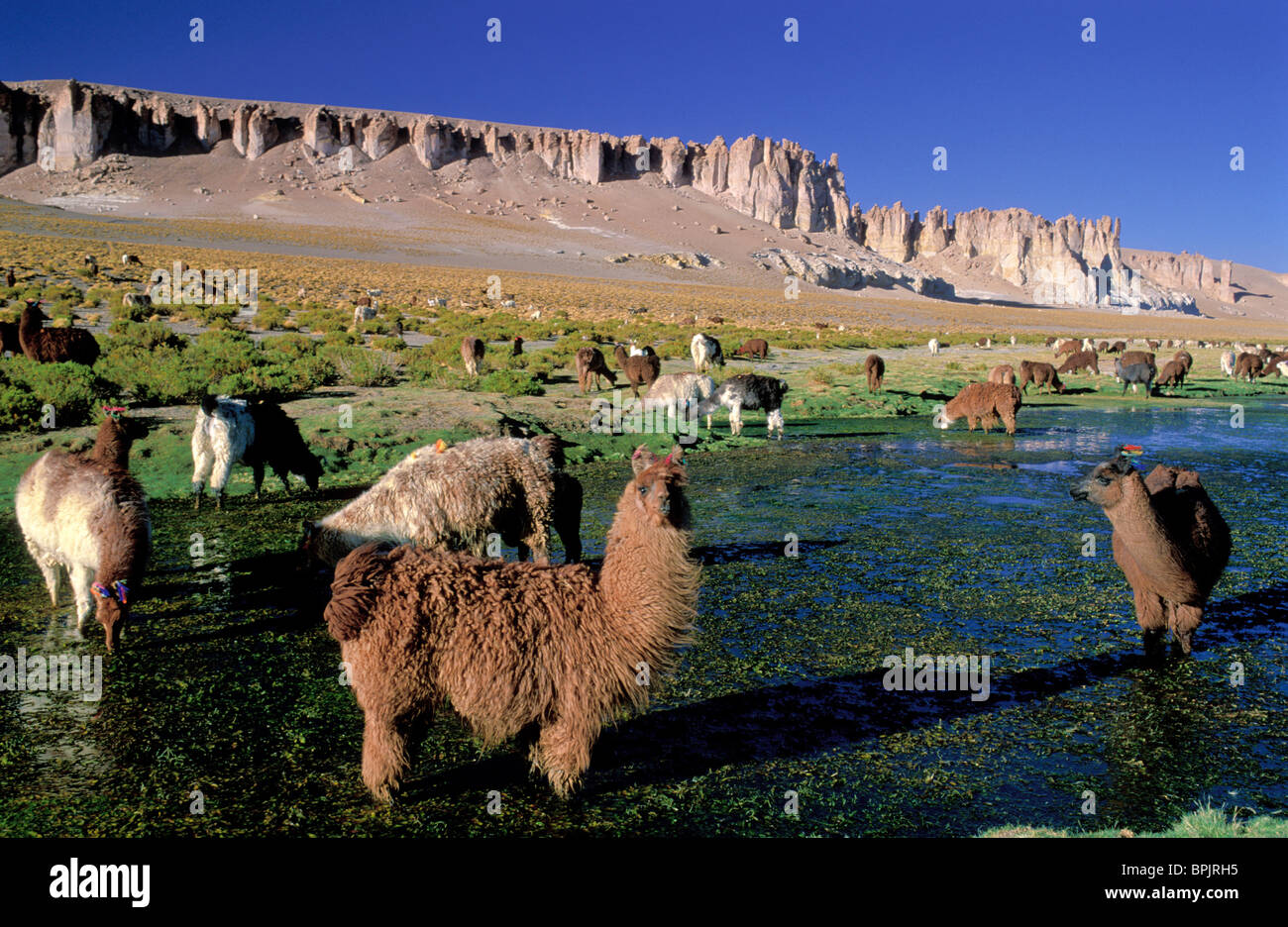 Chile, Altiplano, Los Flamencos National Reserve. Llamas and Tara Rock ...