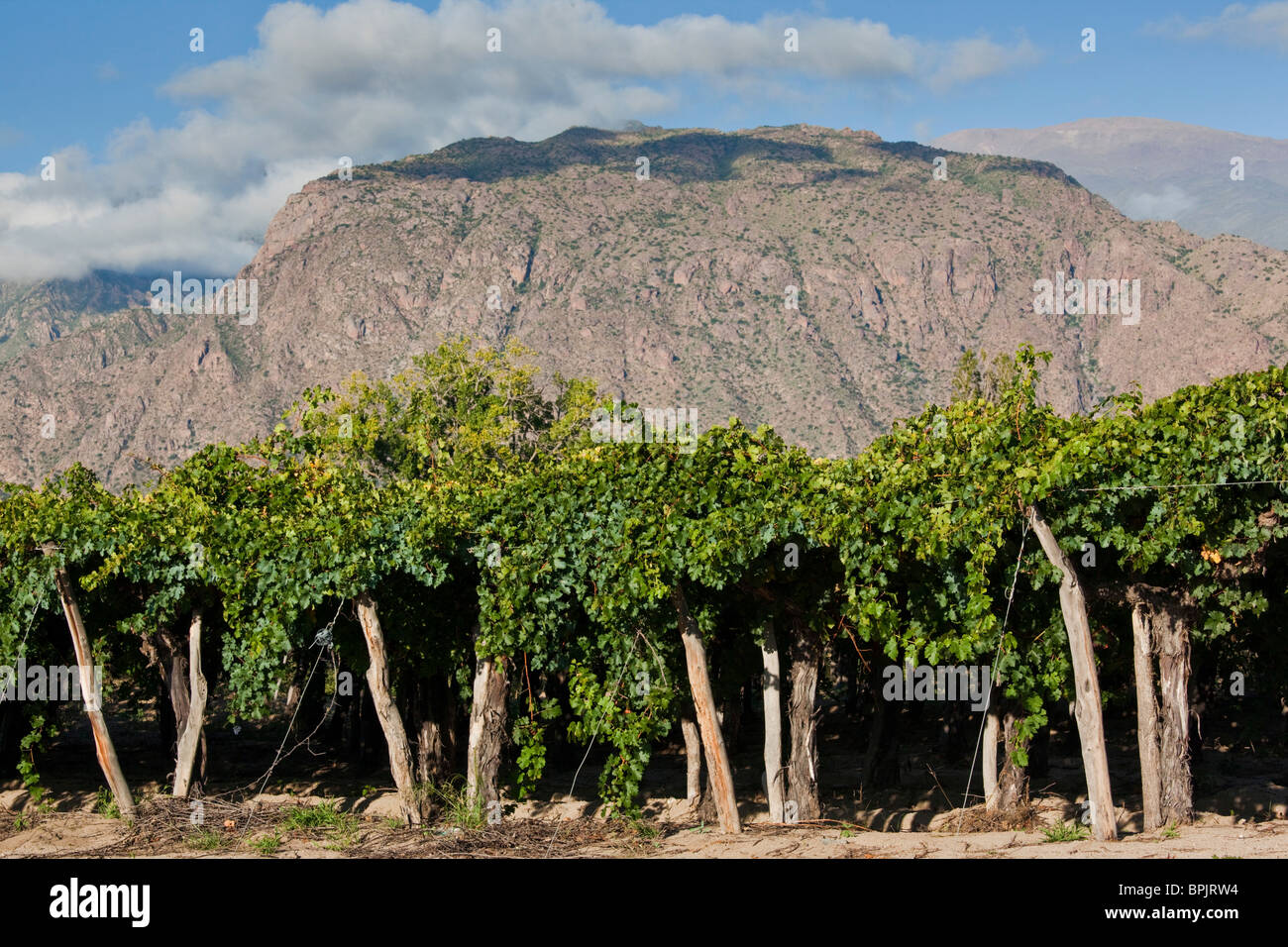 Calchaquíes vineyard hi-res stock photography and images - Alamy