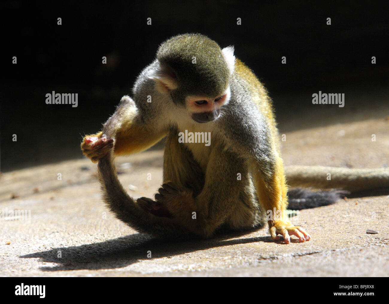 cute little funny squirrel monkey at zoo holding tail in dramatic light ...