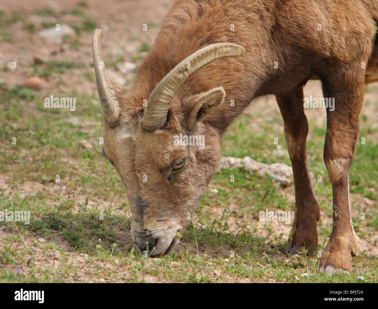 Female desert bighorn sheep ovis canadensis hi-res stock photography ...