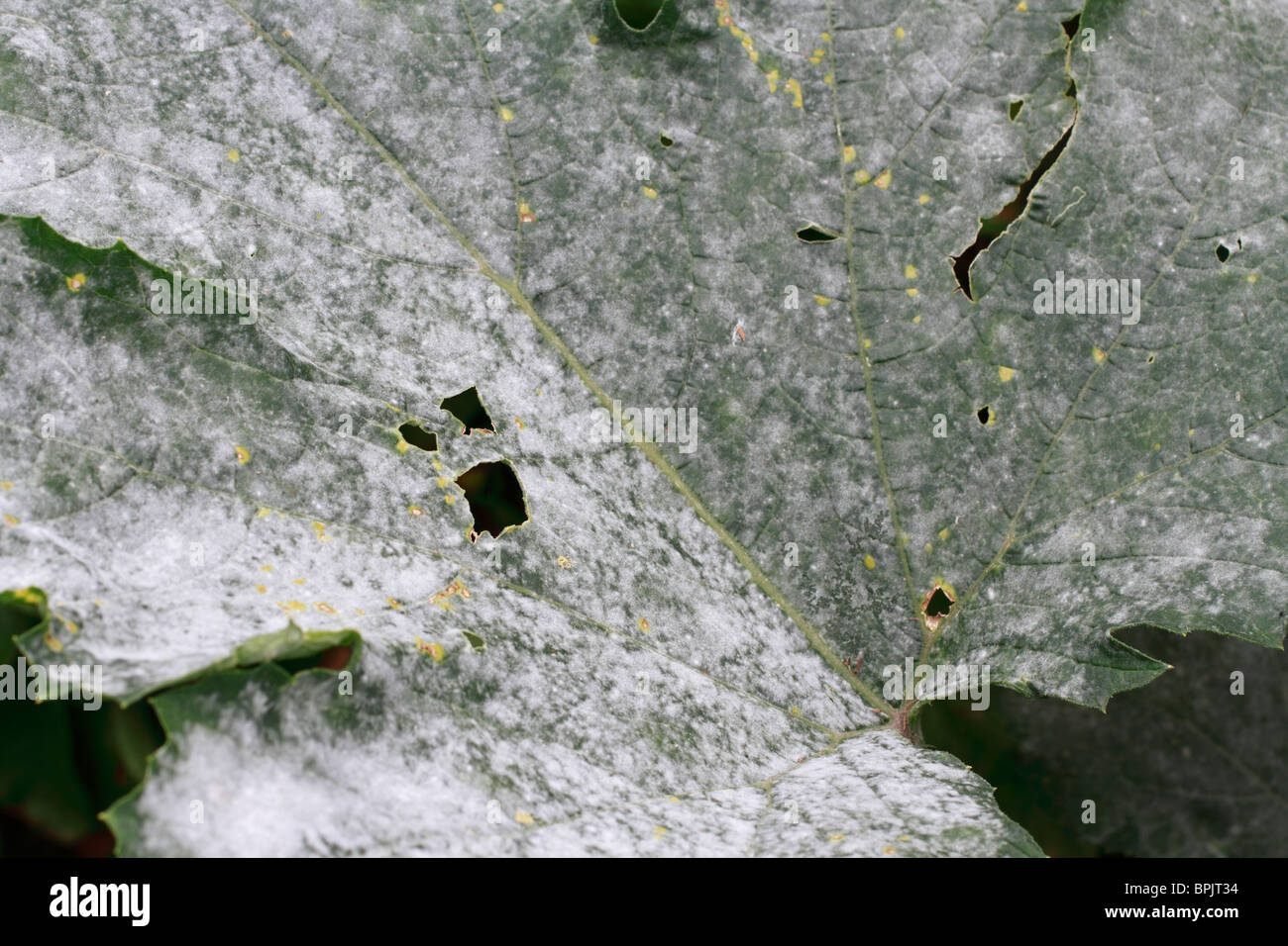 Courgette leaf,Cucurbita pepo, zucchini showing signs of damage.Powdery ...
