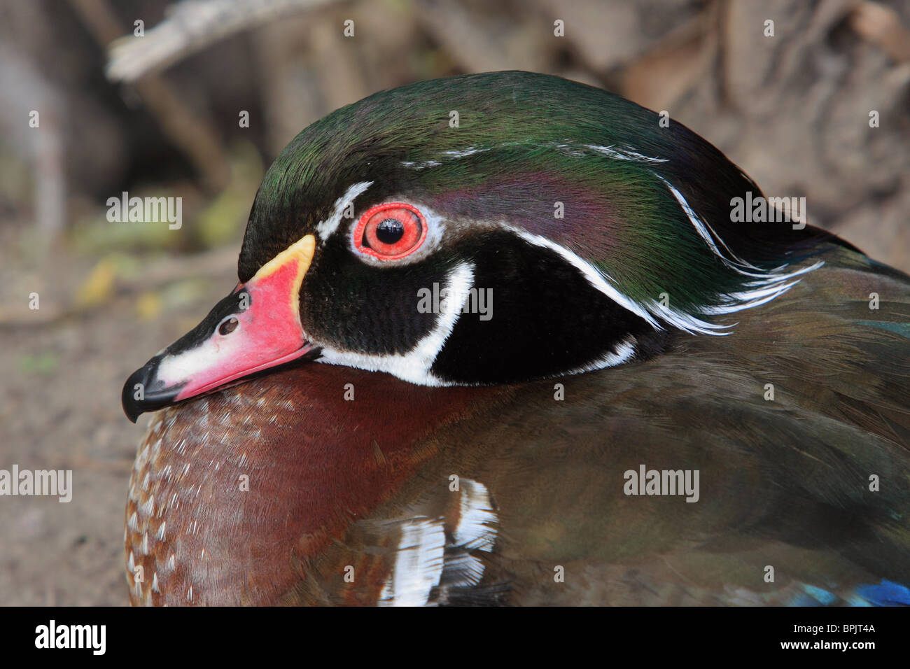 wood duck male drake closeup showing facial details and bright colors ...