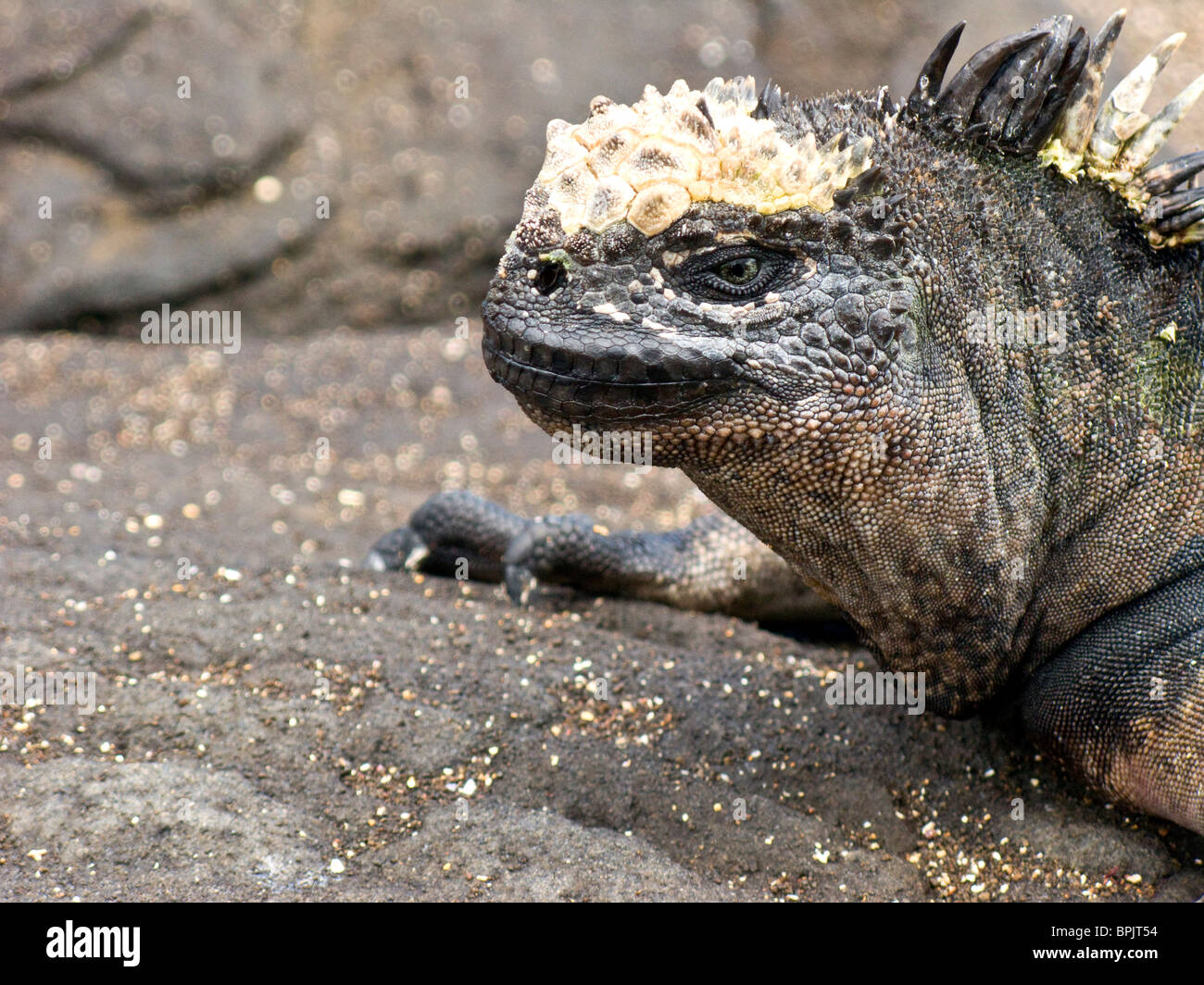 South America, Ecuador, Galapagos Isands, Marine Iguana on Espanola ...