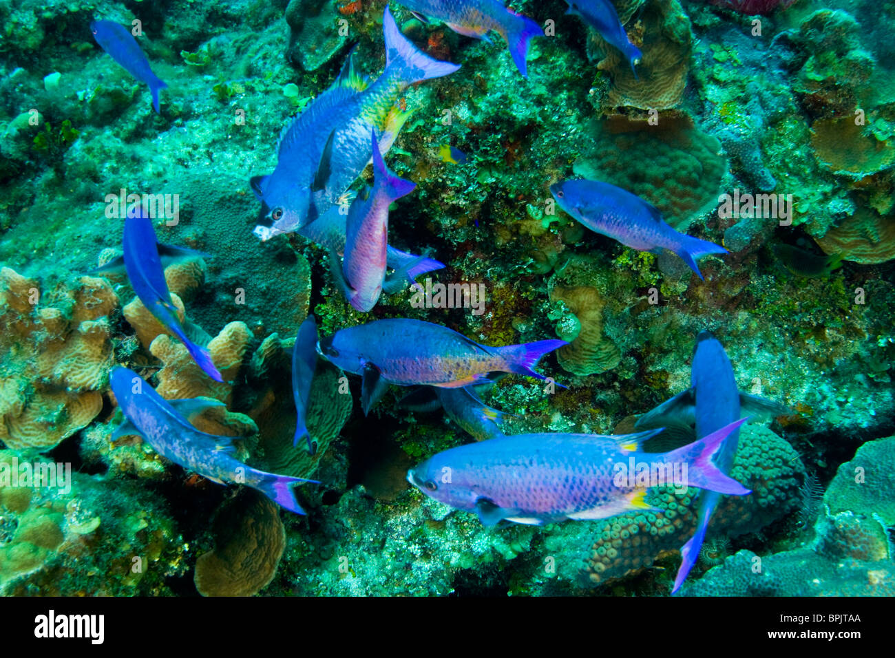 Creole Wrasse (Clepticus parrae) Hol Chan Marine Preserve, Belize ...