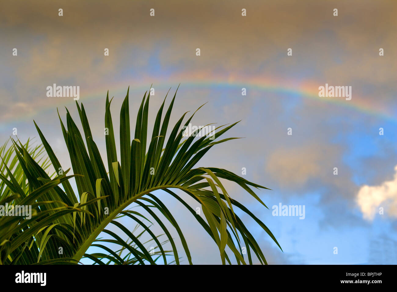 Rainbow and palm, Flic en Flac, Mauritius Stock Photo - Alamy