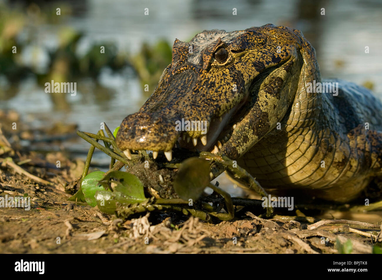 Caimen hi-res stock photography and images - Alamy