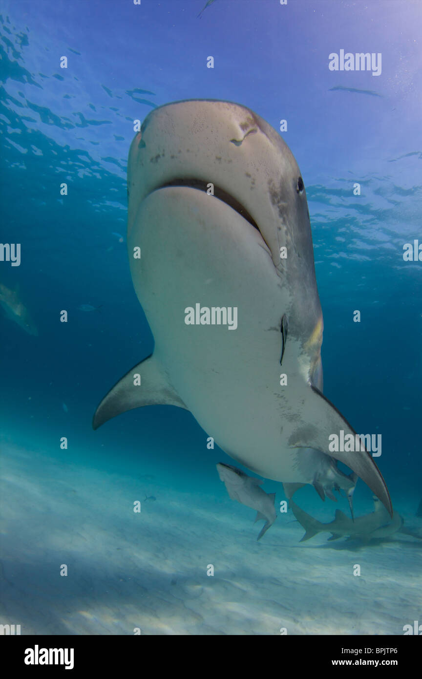 Shark in Bahamas waters Stock Photo - Alamy