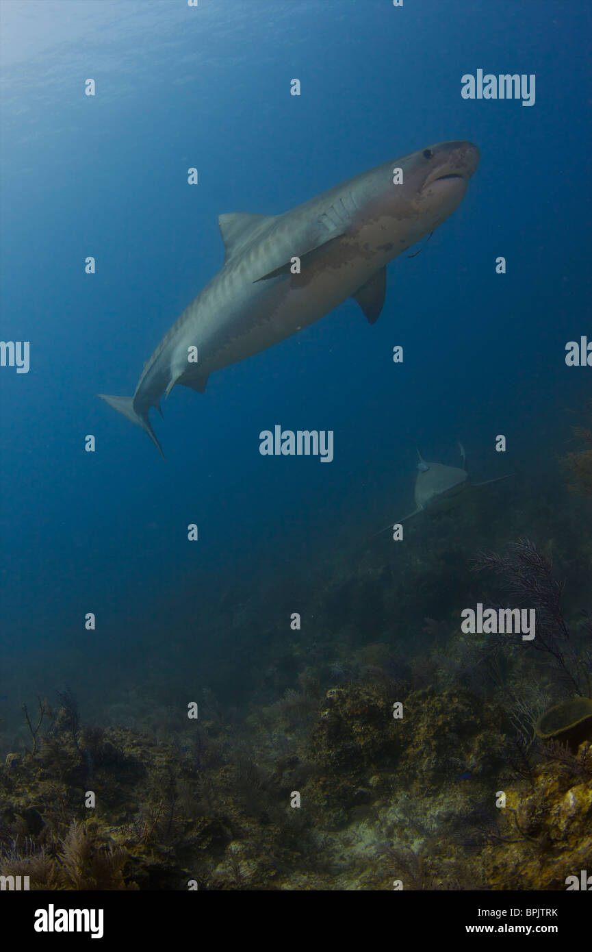 Shark in Bahamas waters Stock Photo - Alamy