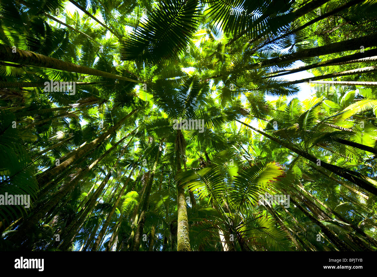 Alexandra palm hi-res stock photography and images - Alamy