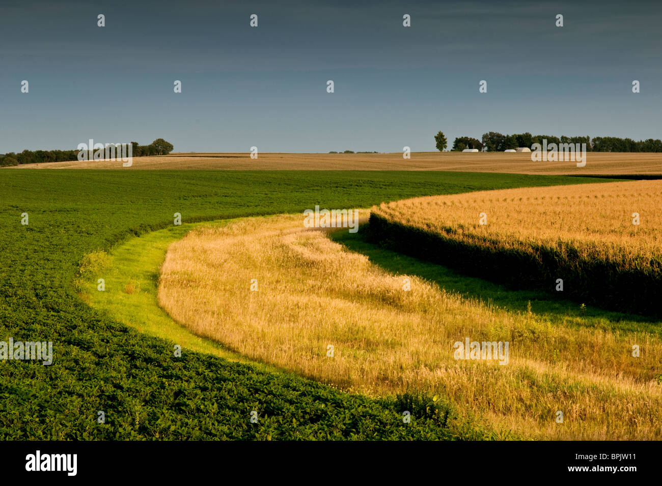 Corn fields illinois hi-res stock photography and images - Alamy