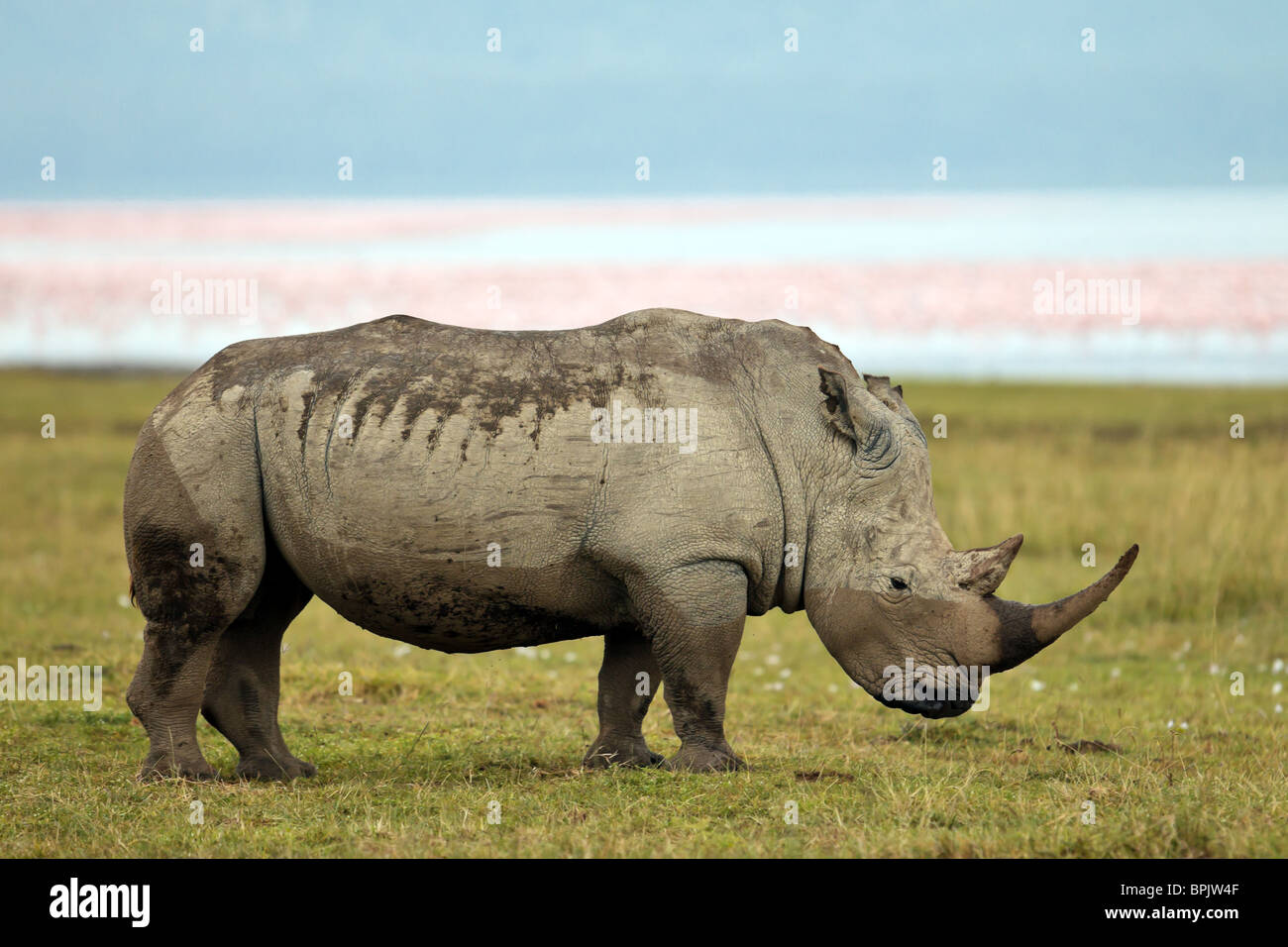 Rhino standing near the lake Stock Photo - Alamy