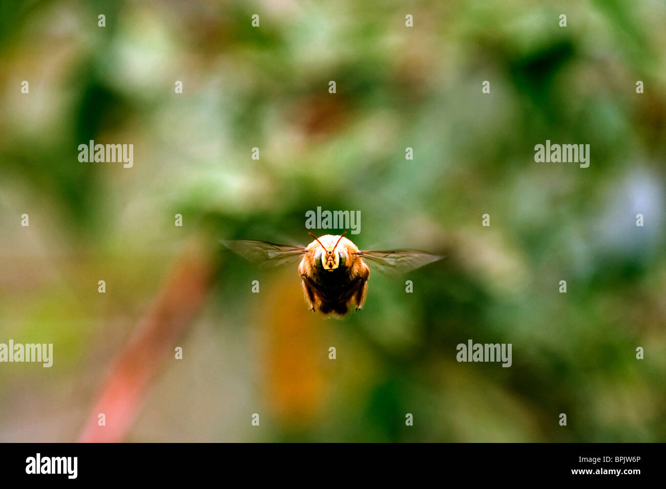 South America, Ecuador, Galapagos Islands, Isabella Island, Large ...