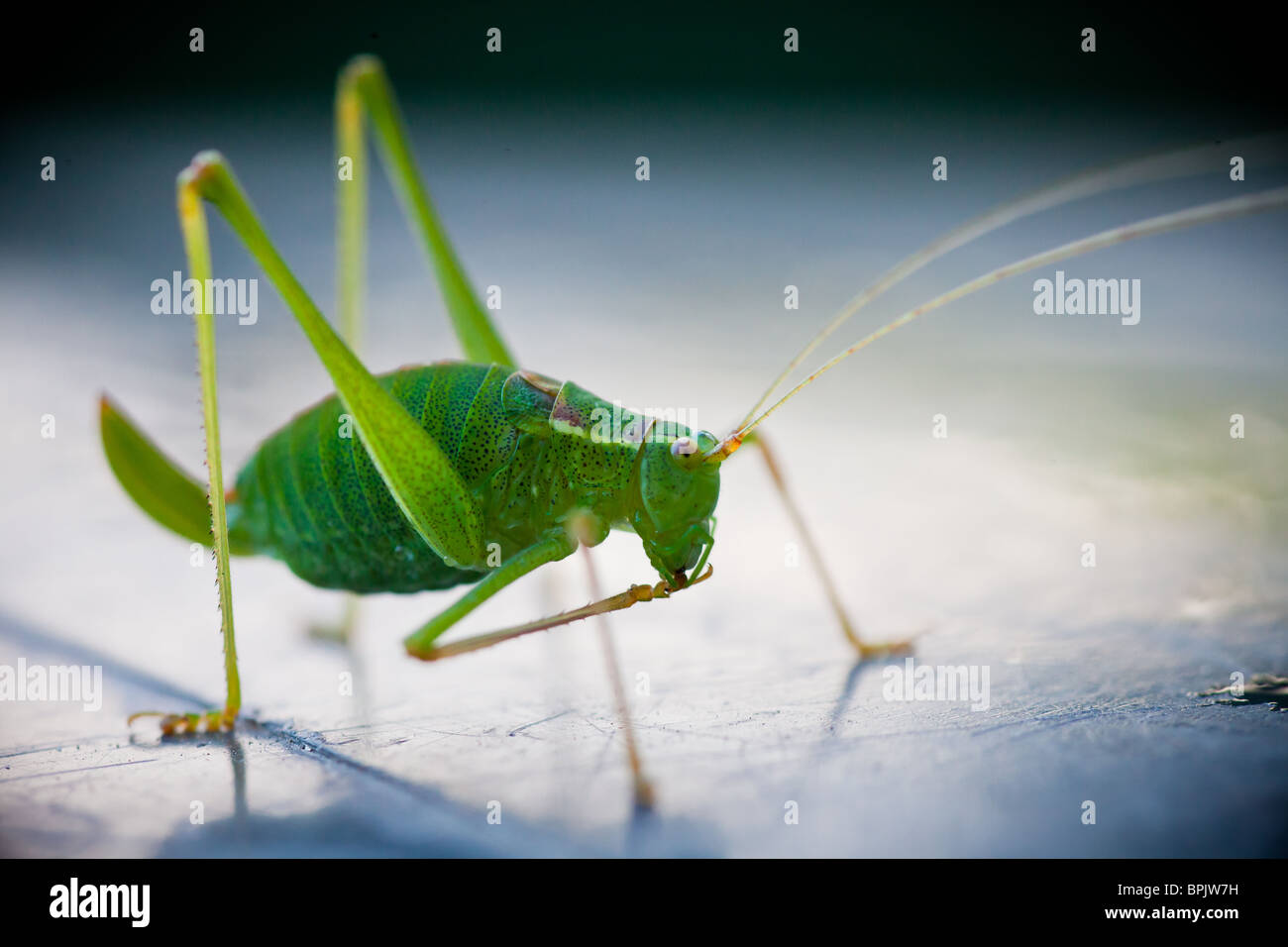 Bright green cricket hi-res stock photography and images - Alamy