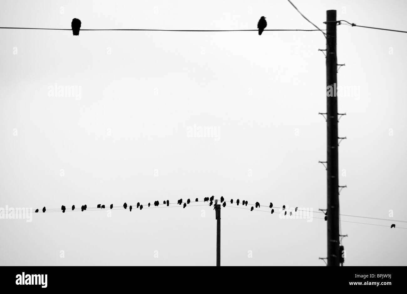 Crows on wire Stock Photo - Alamy