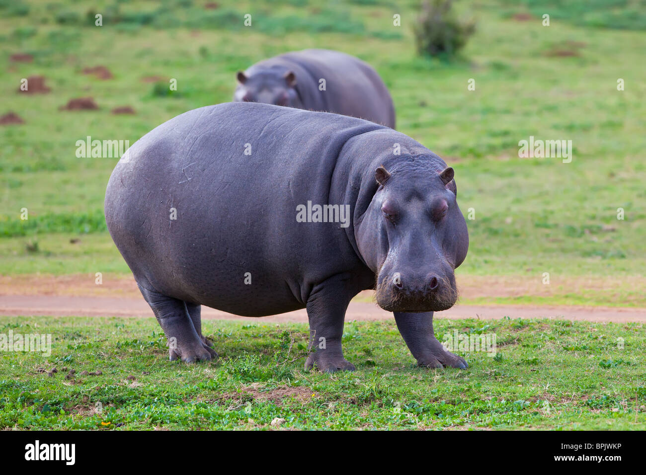 Adult hippo hi-res stock photography and images - Alamy