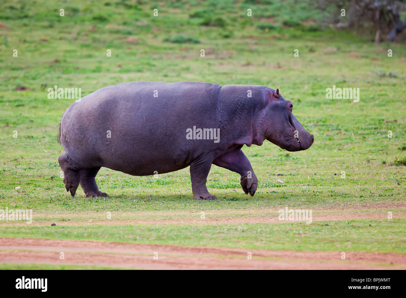 Terrestrial hippo hi-res stock photography and images - Alamy
