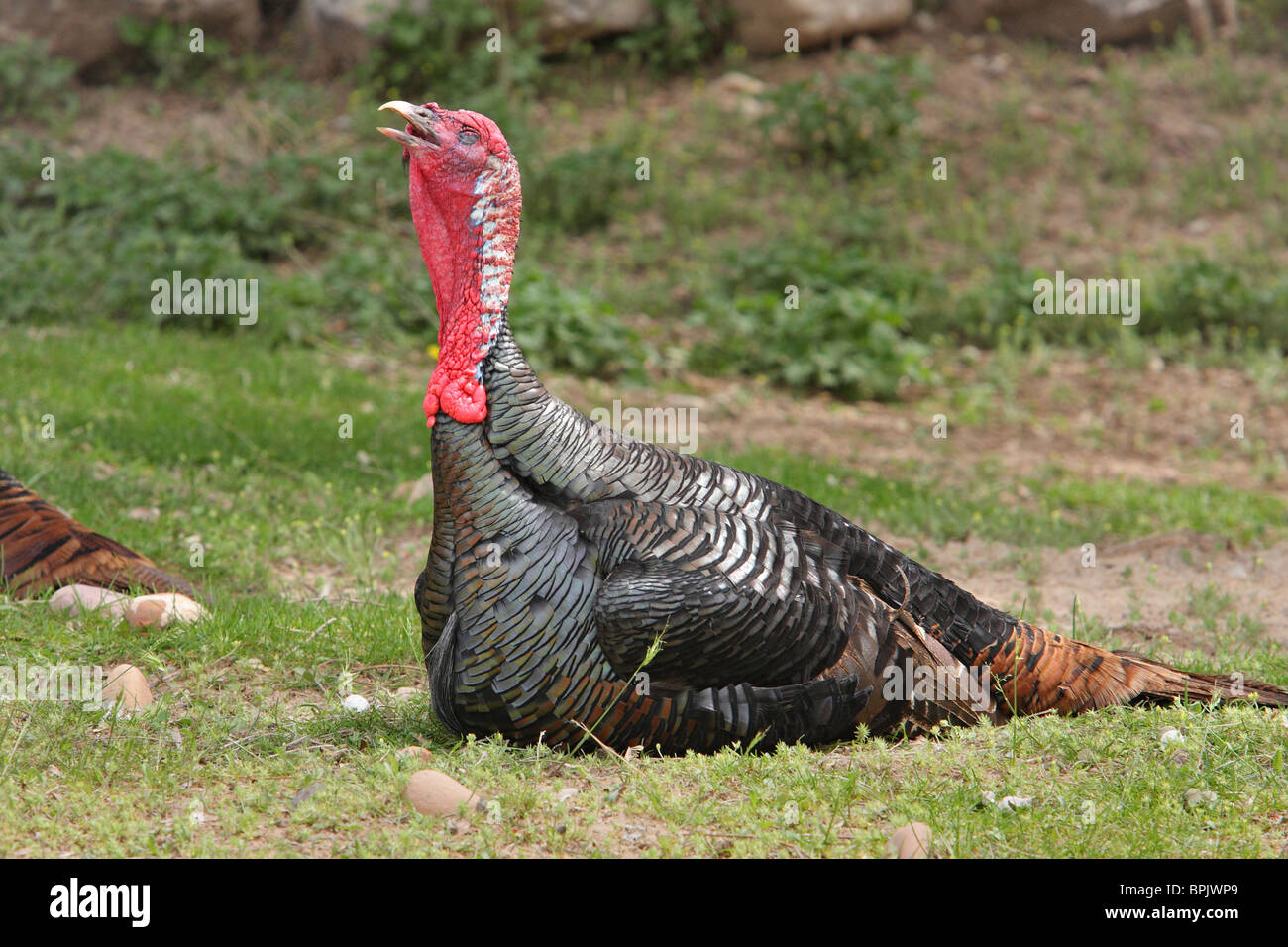 Turkey meleagris male strutting one hi-res stock photography and images ...