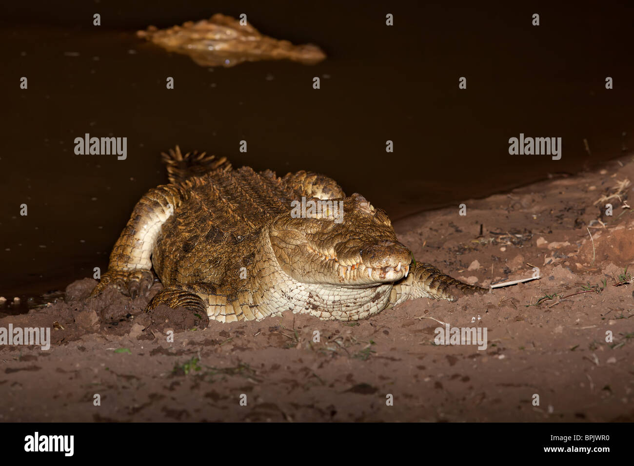 Large Nile crocodile laying on the river bank waiting for prey, with ...