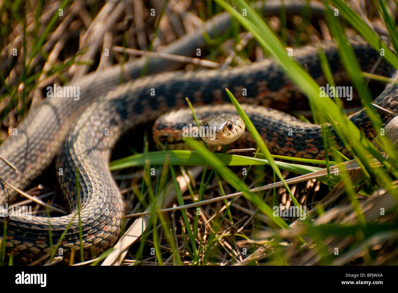 Harmless Eastern Garter Snake in grassy area Stock Photo - Alamy