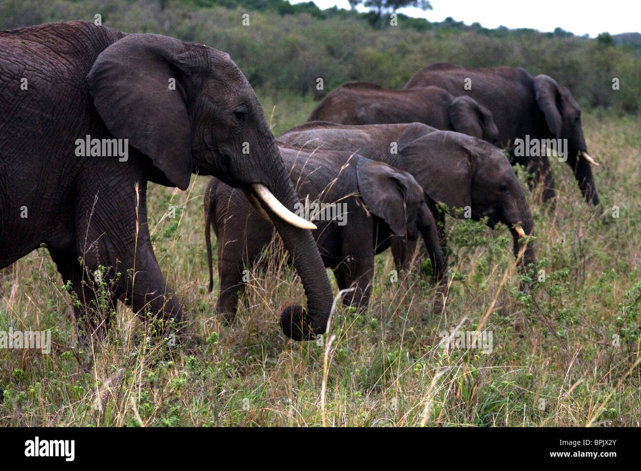 Elephant family walking together across the savannah Stock Photo - Alamy
