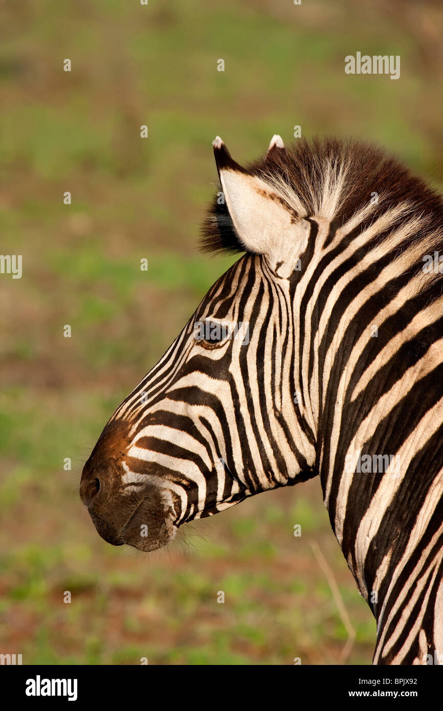 Terrestrial biomes hi-res stock photography and images - Alamy