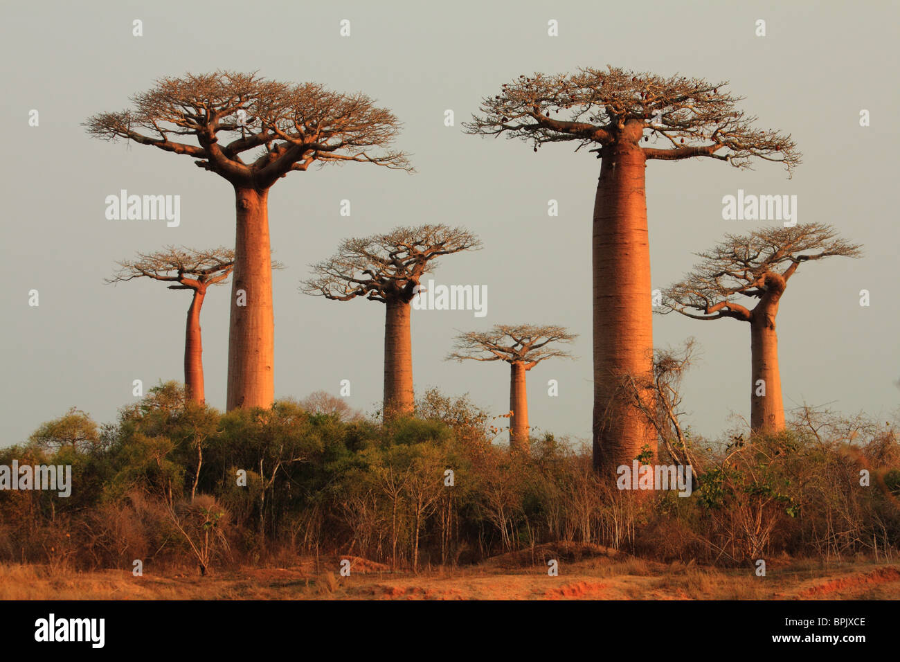 Baobabs madagascar hi-res stock photography and images - Alamy