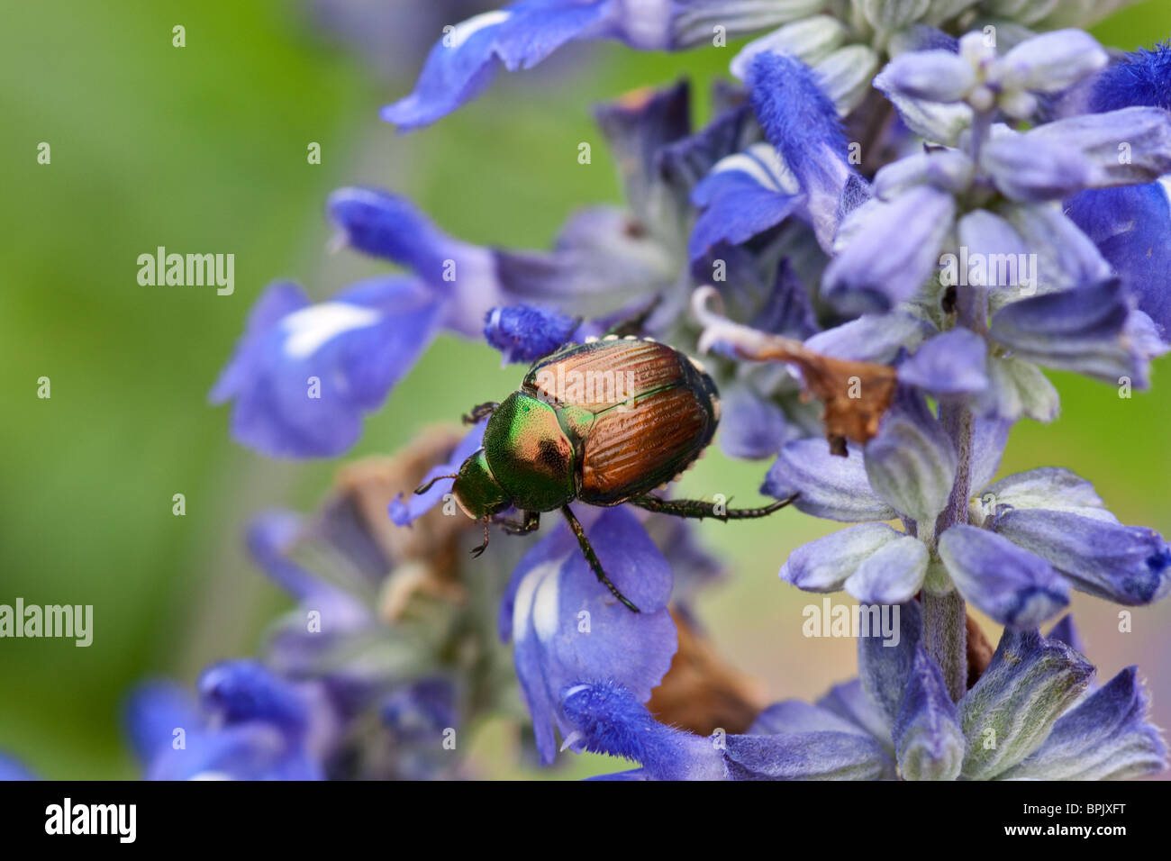 Invasive Japanese Beetle eating blue flower petals Stock Photo - Alamy