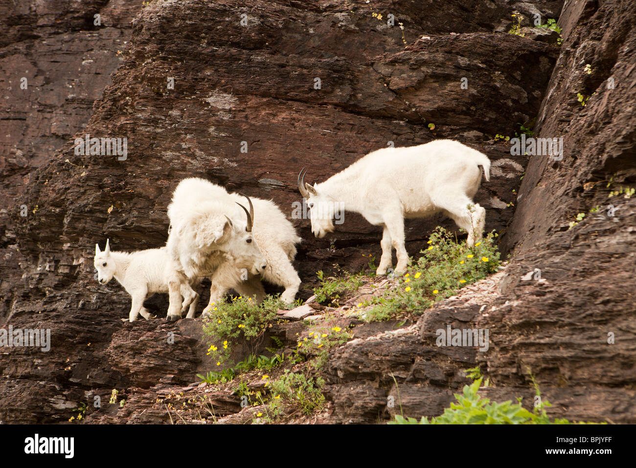 Family of Mountain Goats On Rock Ledge Stock Photo - Alamy