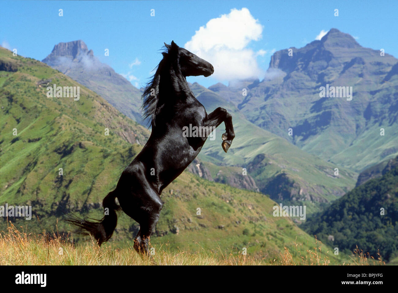 The Black Stallion Movie High Resolution Stock Photography and Images ...