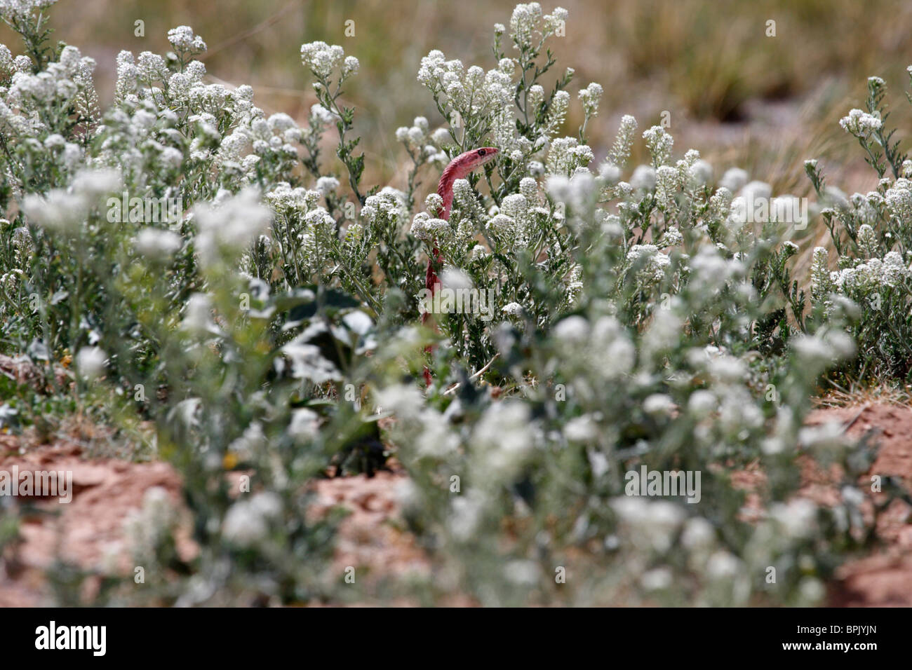 Red coachwhip or red racer (Masticophis flagellum), Arizona Stock Photo ...