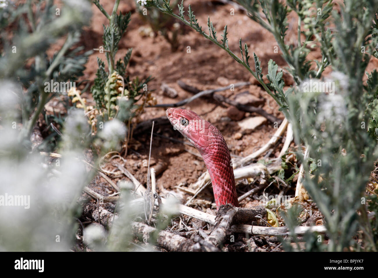 Red coachwhip or red racer (Masticophis flagellum), Southern Arizona ...