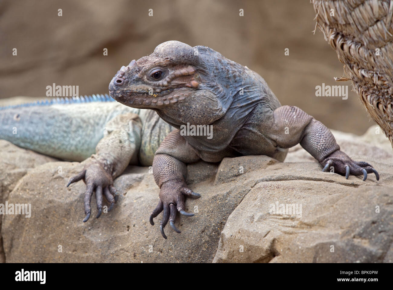 Rhinoceros Iguana (cyclura cornuta Stock Photo - Alamy