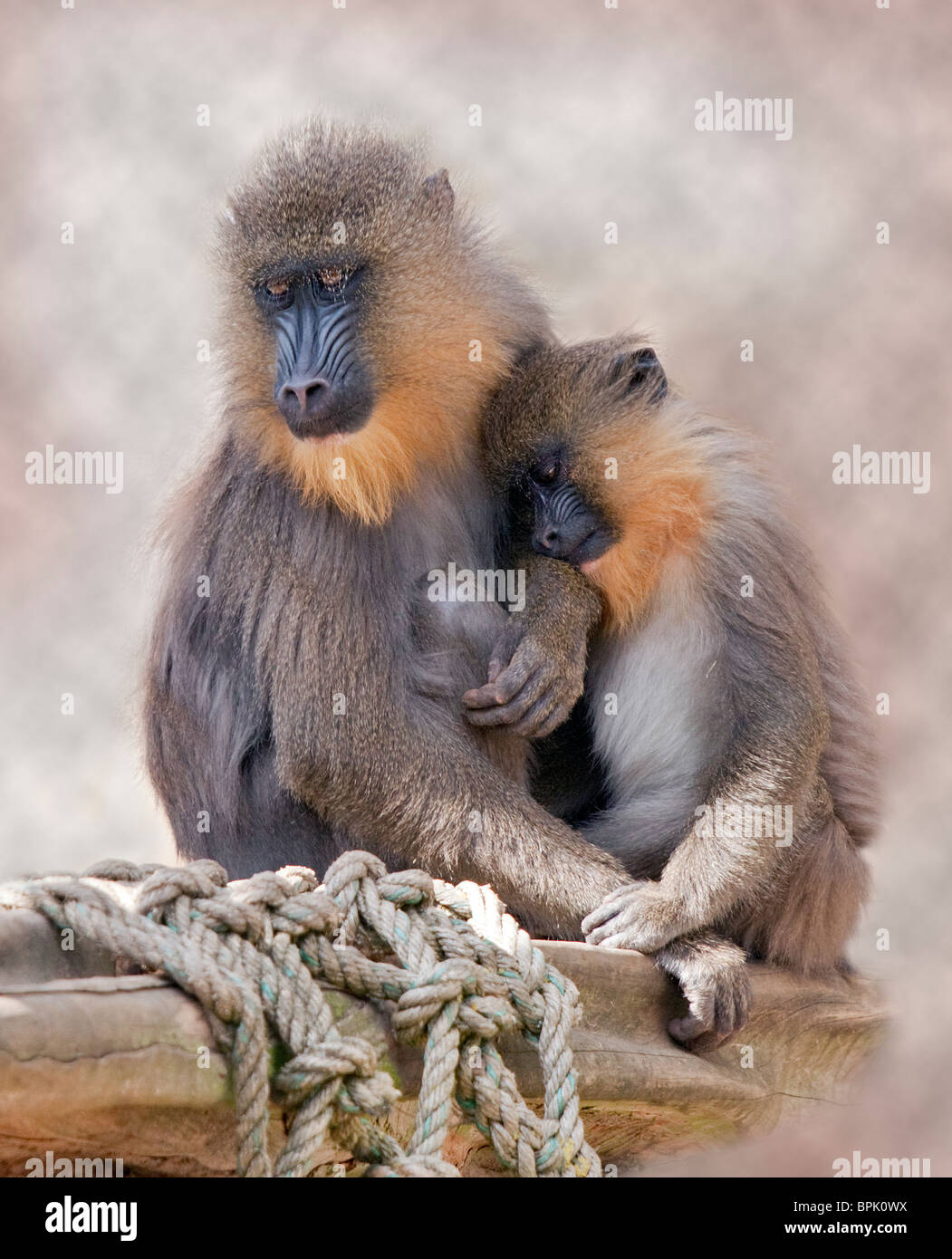 Mandrill Mother and Young (mandrillus sphinx Stock Photo - Alamy