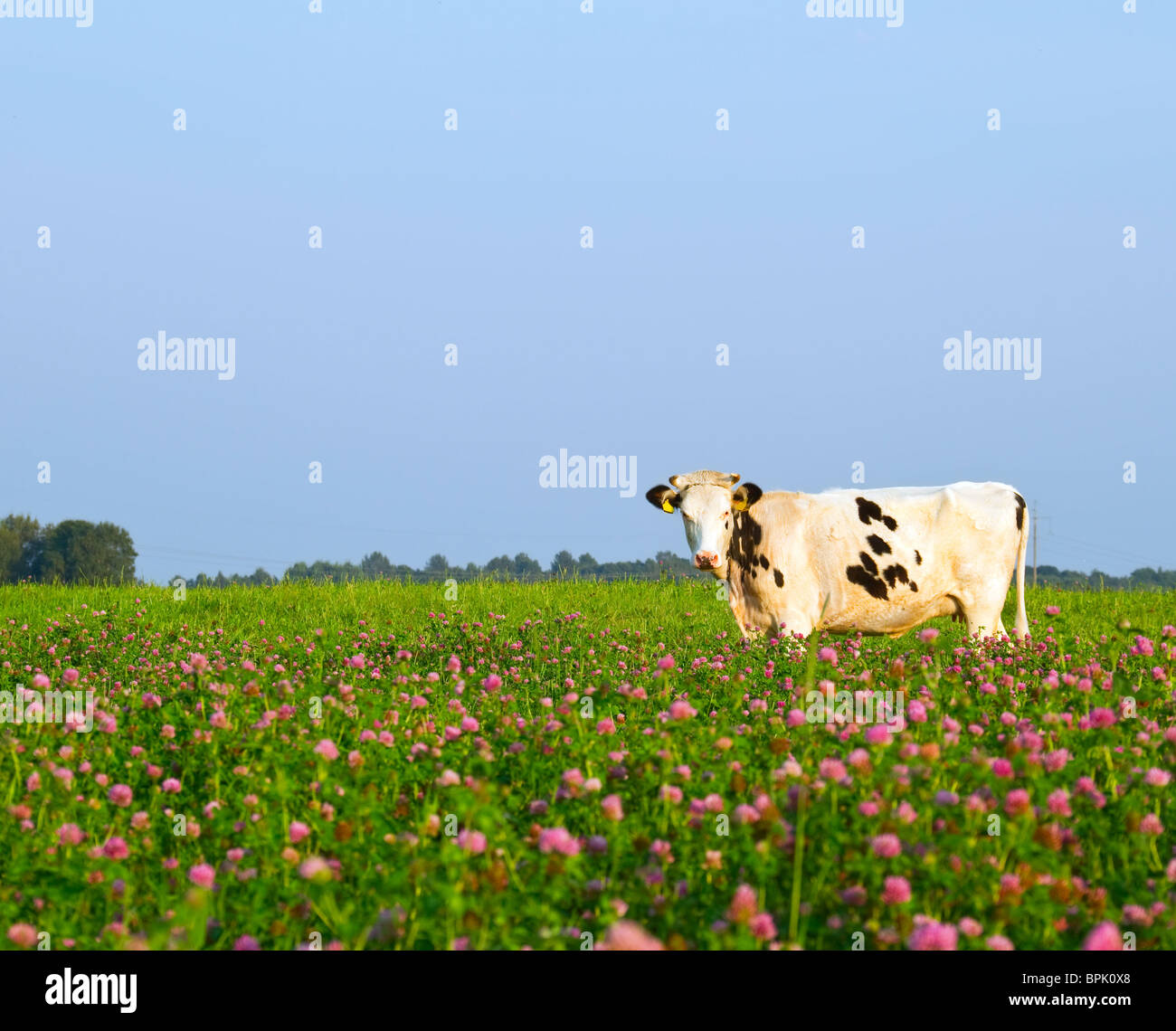 Cow Clover High Resolution Stock Photography and Images - Alamy