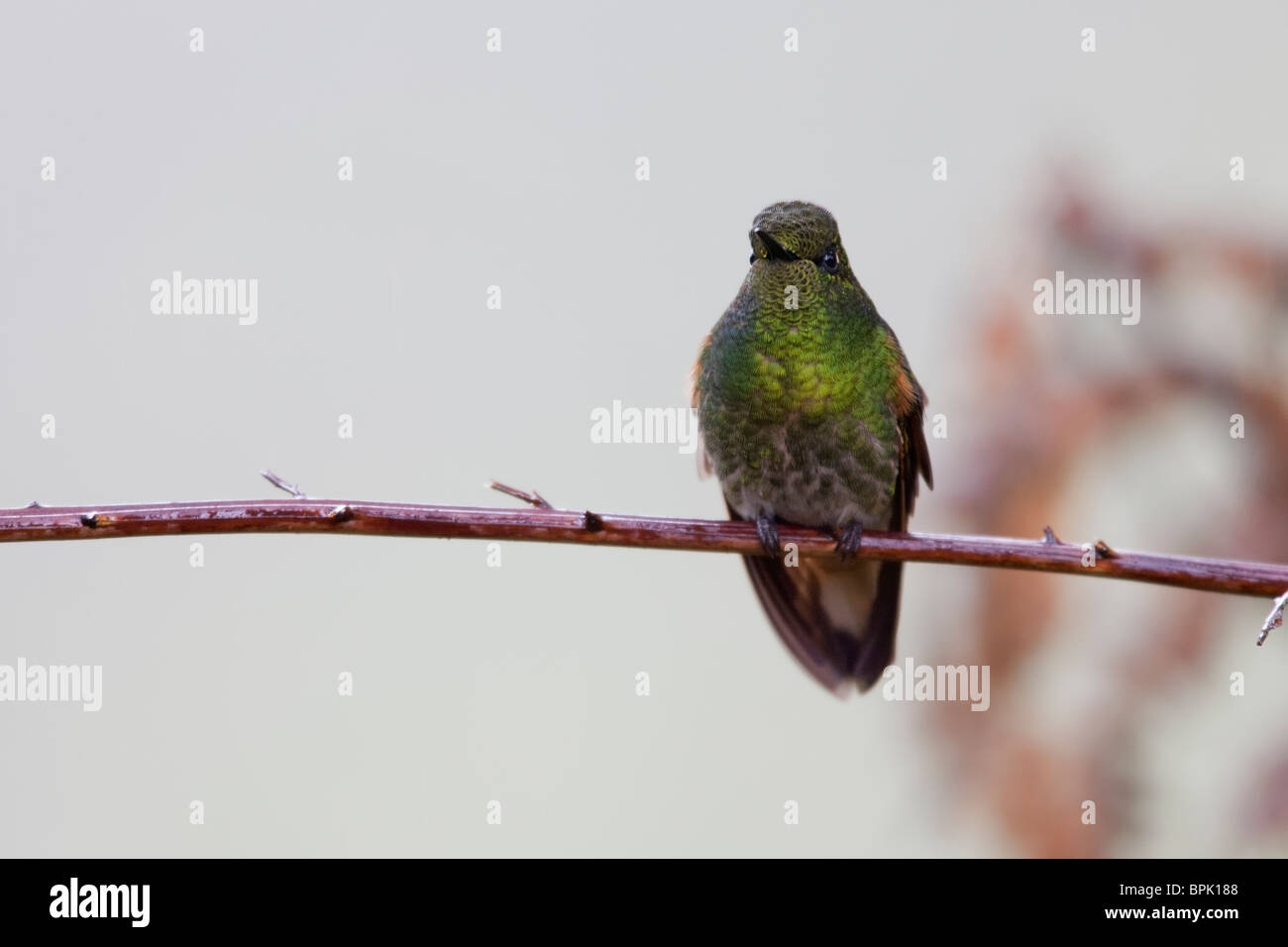 Buff-tailed Coronet (Boissonneaua flavescens tinochlora Stock Photo - Alamy