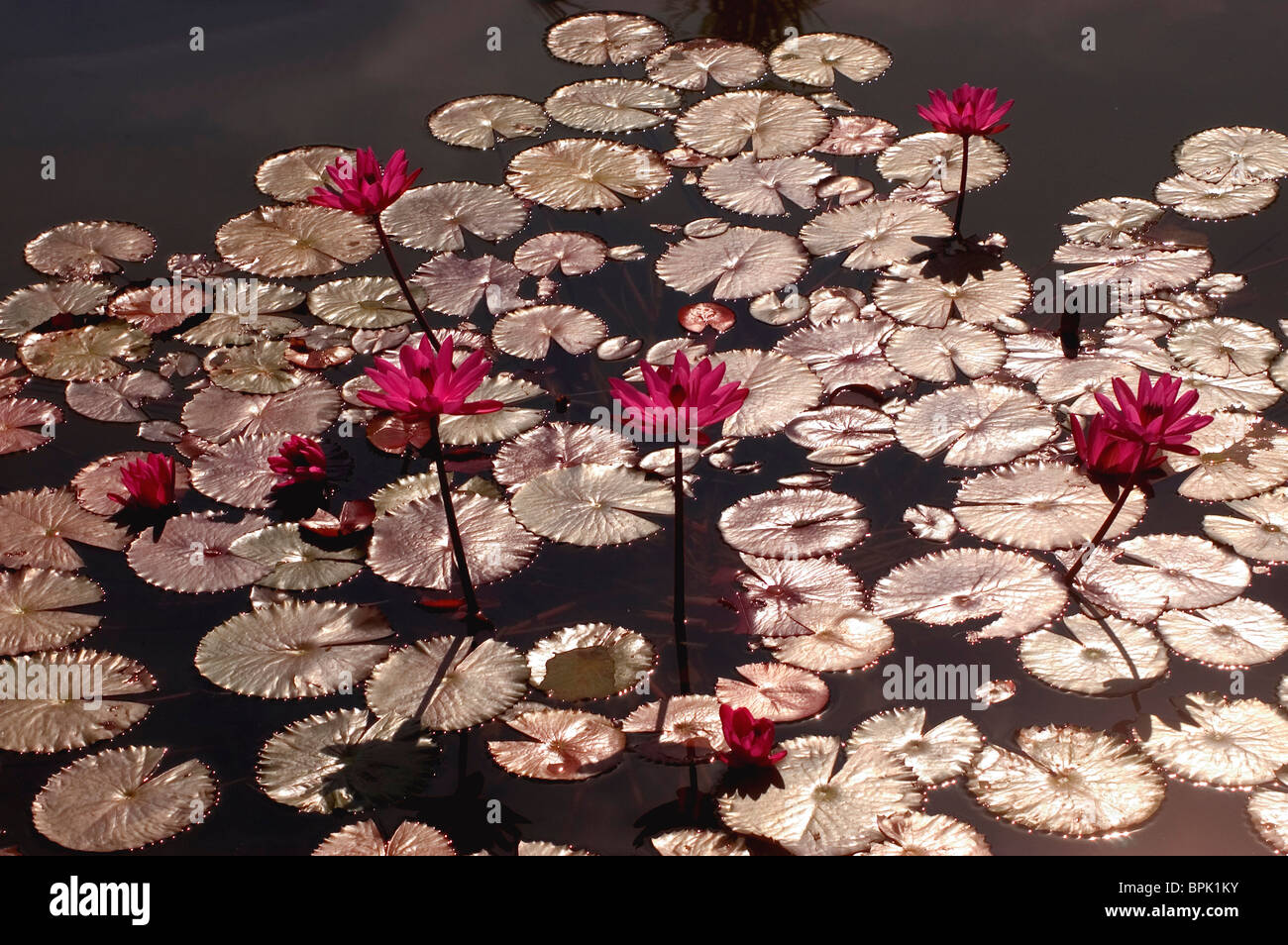 Lotus Flower, South Goa, India Stock Photo - Alamy