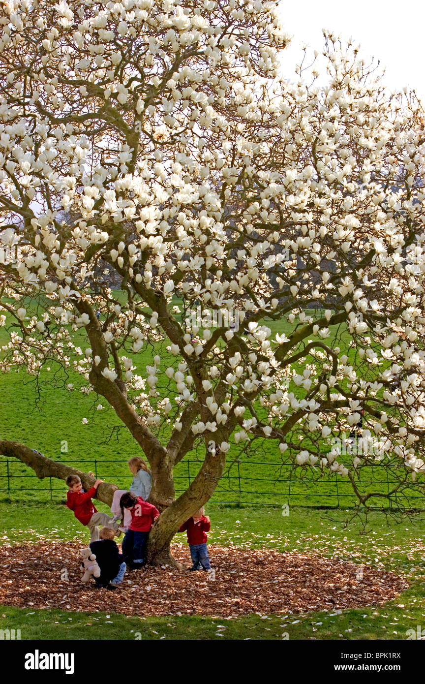 Magnolia Tree, England Stock Photo - Alamy