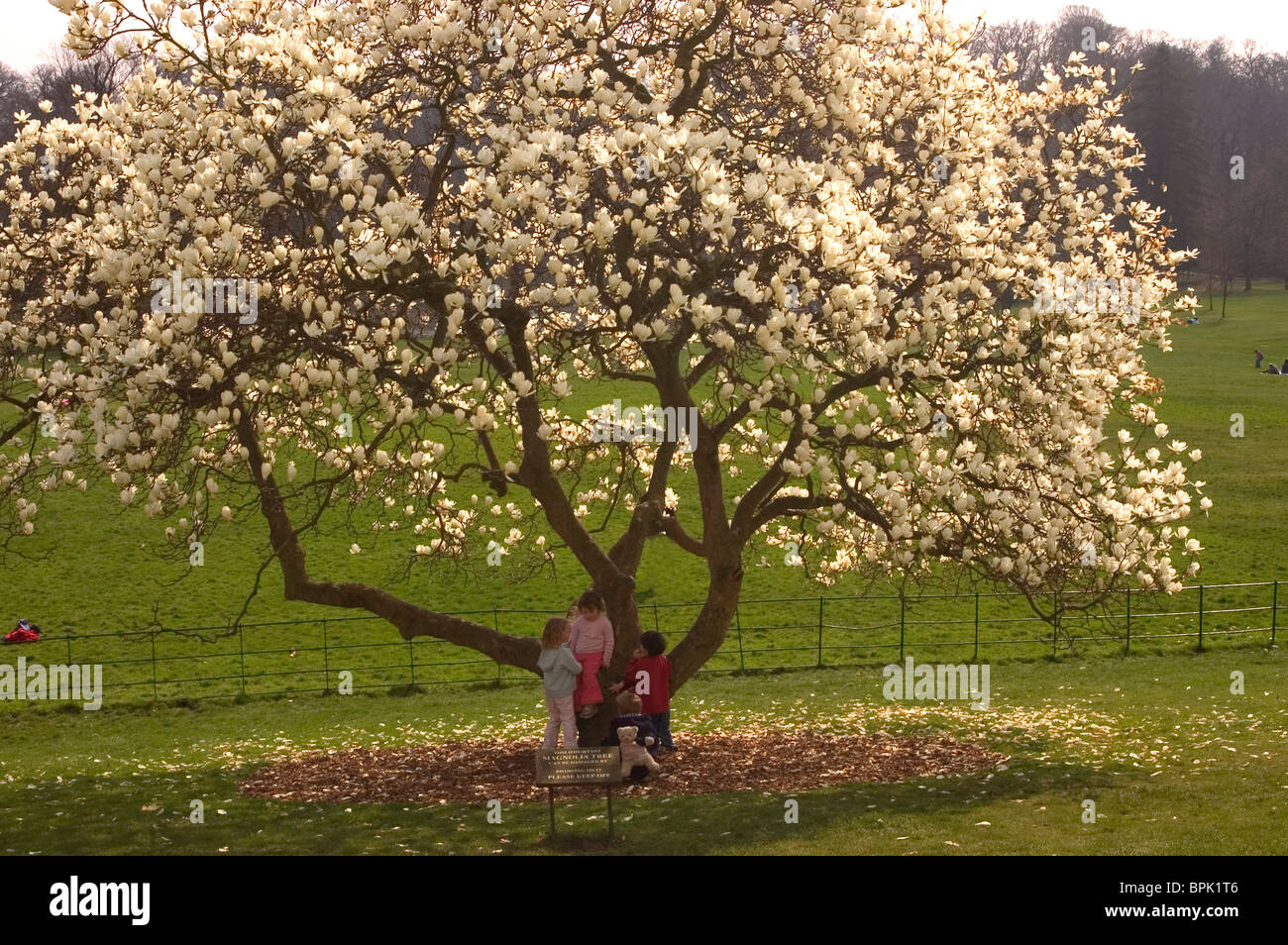 Magnolia Tree, England Stock Photo - Alamy