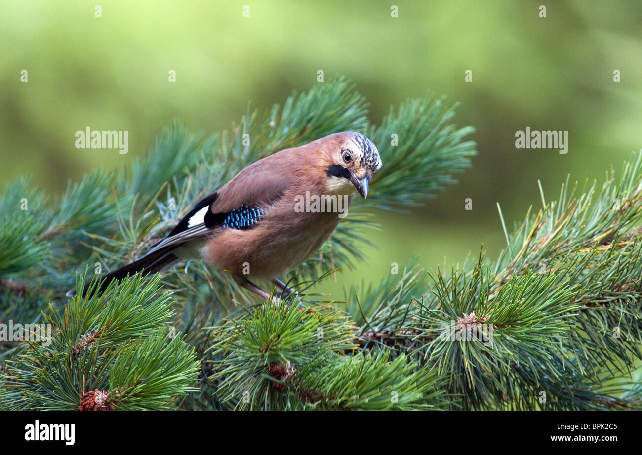 Jay bird ireland hi-res stock photography and images - Alamy