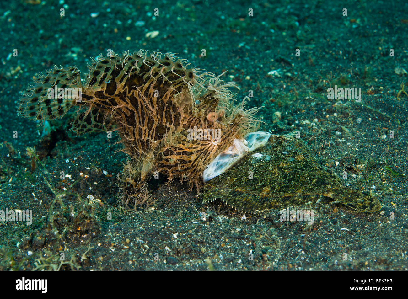 Frogfish Eating Lionfish
