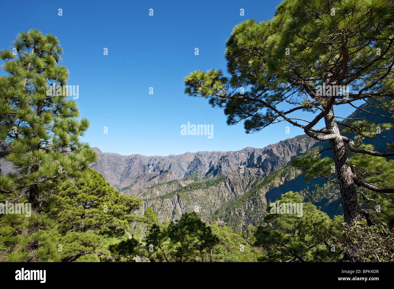 Pine trees and mountains under blue sky, Caldera de Taburiente, Parque ...
