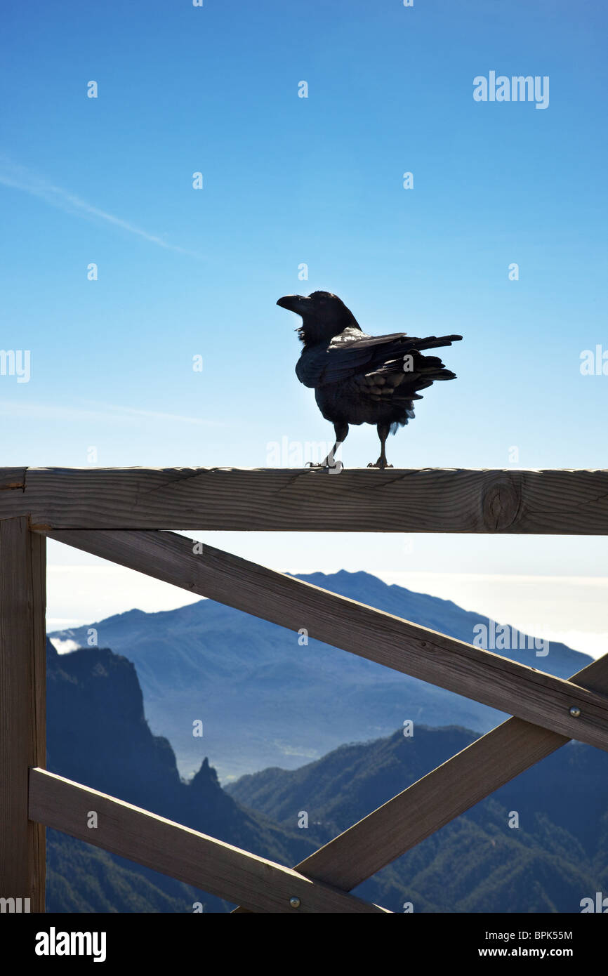 Raven on a railing, Caldera de Taburiente, Parque Nacional de ...