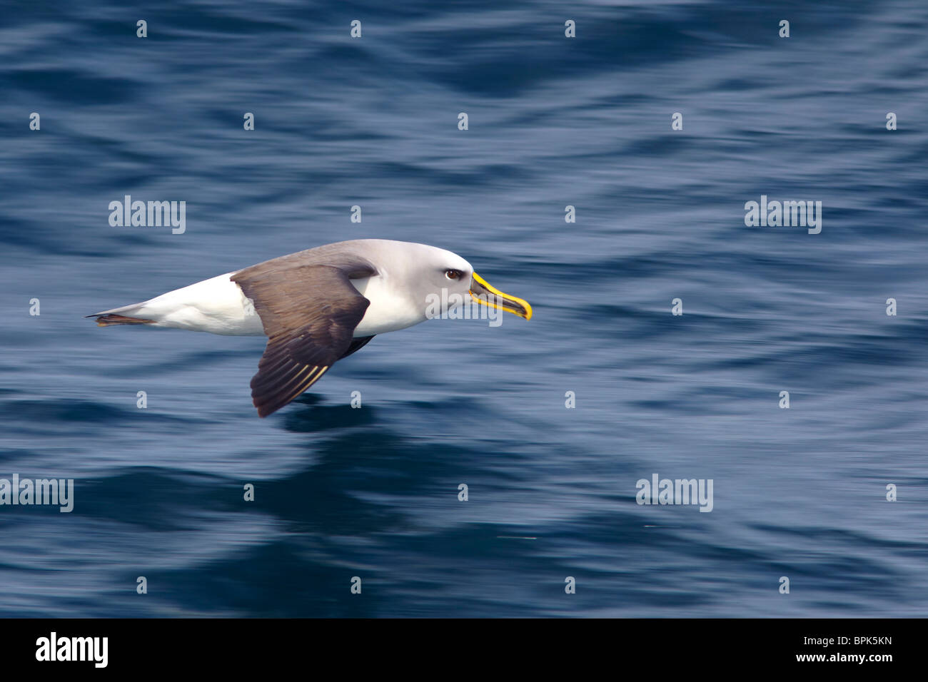 Grey-Headed Albatross flying low across the ocean Stock Photo - Alamy