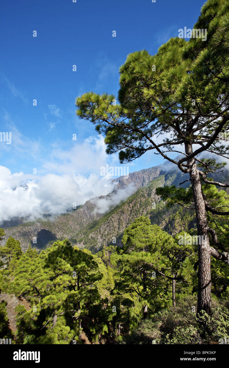 Pine trees and mountains under blue sky, Caldera de Taburiente, Parque ...