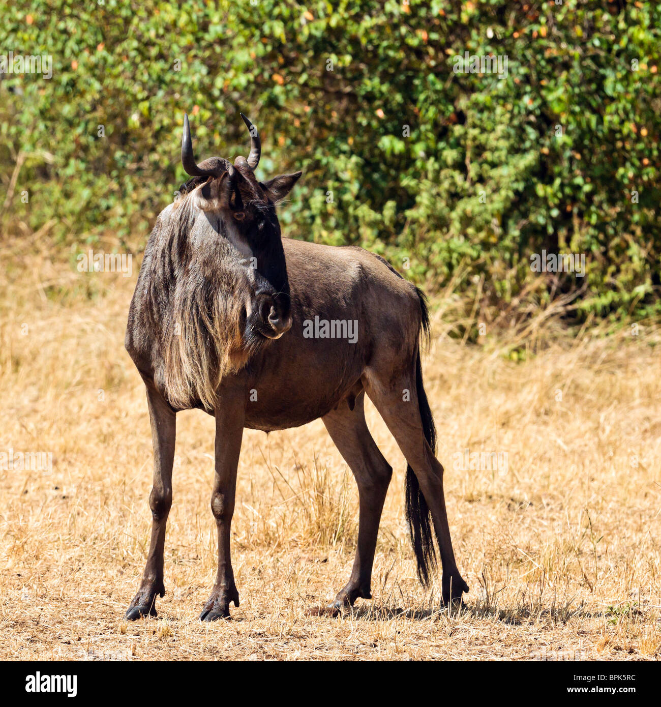 Wildlife, Masai Mara, Kenya, Africa Stock Photo - Alamy