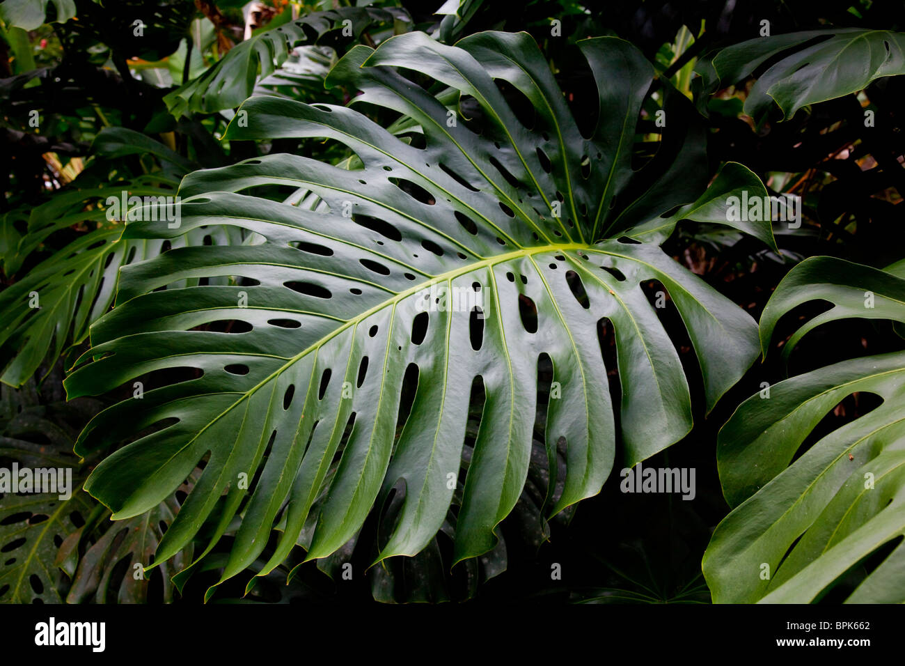 Monstera plant, Lava Tree State Park, Puna, Island of Hawaii Stock ...