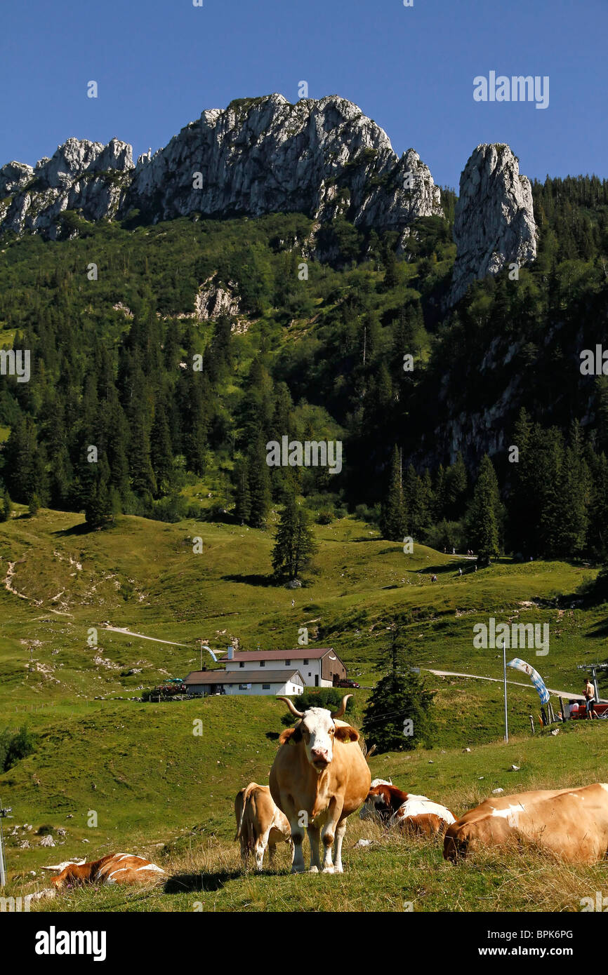 Cows in the bavarian alps hi-res stock photography and images - Alamy