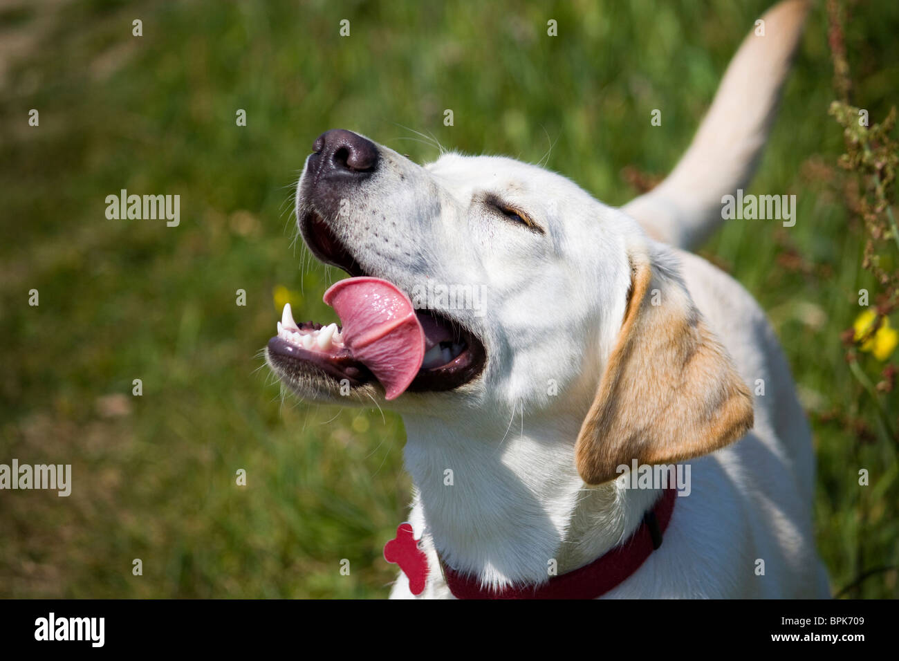 Pet identification hi-res stock photography and images - Alamy