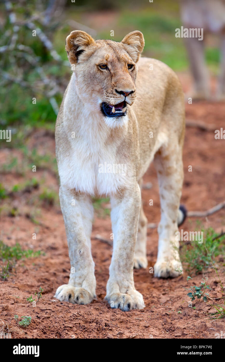 Head on full body photograph of a adult lioness Stock Photo - Alamy